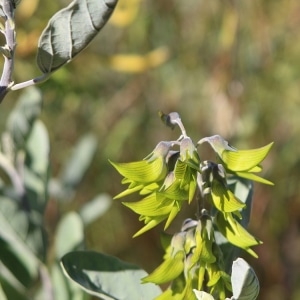 Esta hermosa planta australiana tiene flores en forma de colibríes