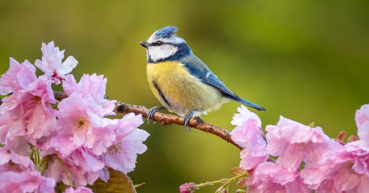 Entrevista: Fotógrafo comparte tips para retratar aves en tu jardín