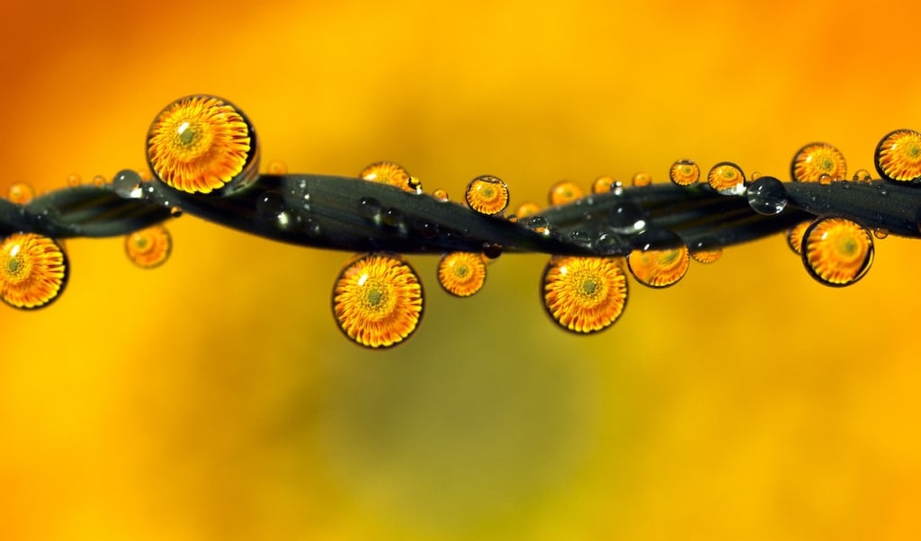 Macro Photography Reveals Water Droplets as Miniature Works of Art