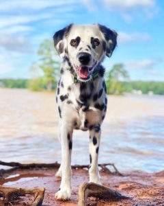 Adorable Dalmatian with Heart Eyes is the Canine Version of an Emoji
