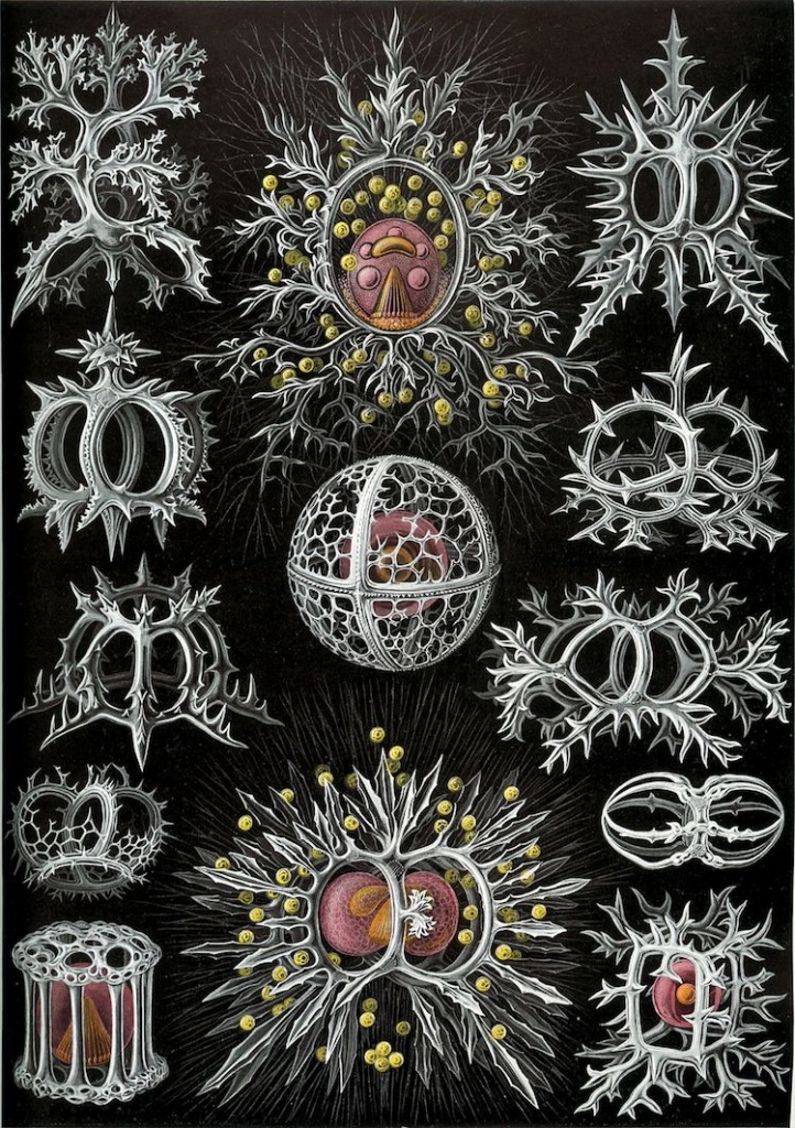 Ernst Haeckel: el hombre que unió a la ciencia y al arte