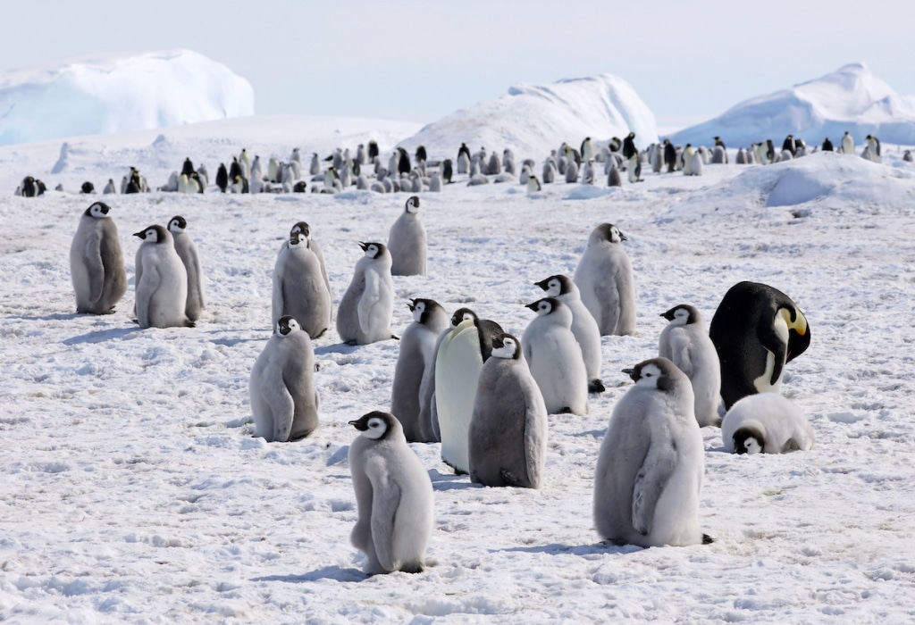 See the Winners of the 2019 Bird Photographer of the Year Contest
