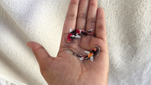 Artist Creates Temporary 3D Paintings On Her Own Hand
