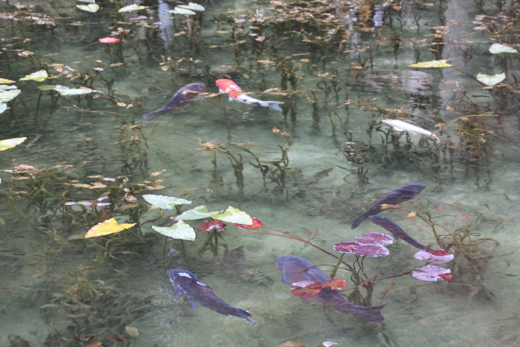 Monet's Pond in Japan Looks Like a Painting Come to Life
