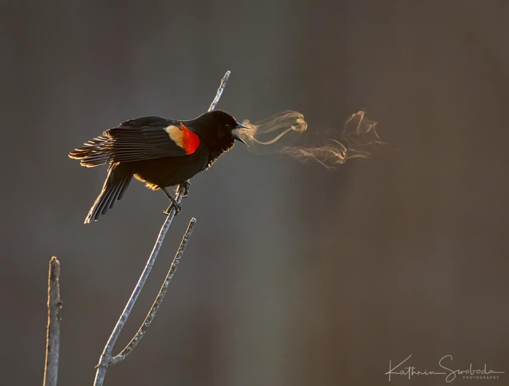 Bird Forms Vortex Rings With His Breath in Stunning Photo