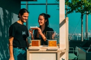 Learn More About B-Box, a Small Beehive for Any Environment