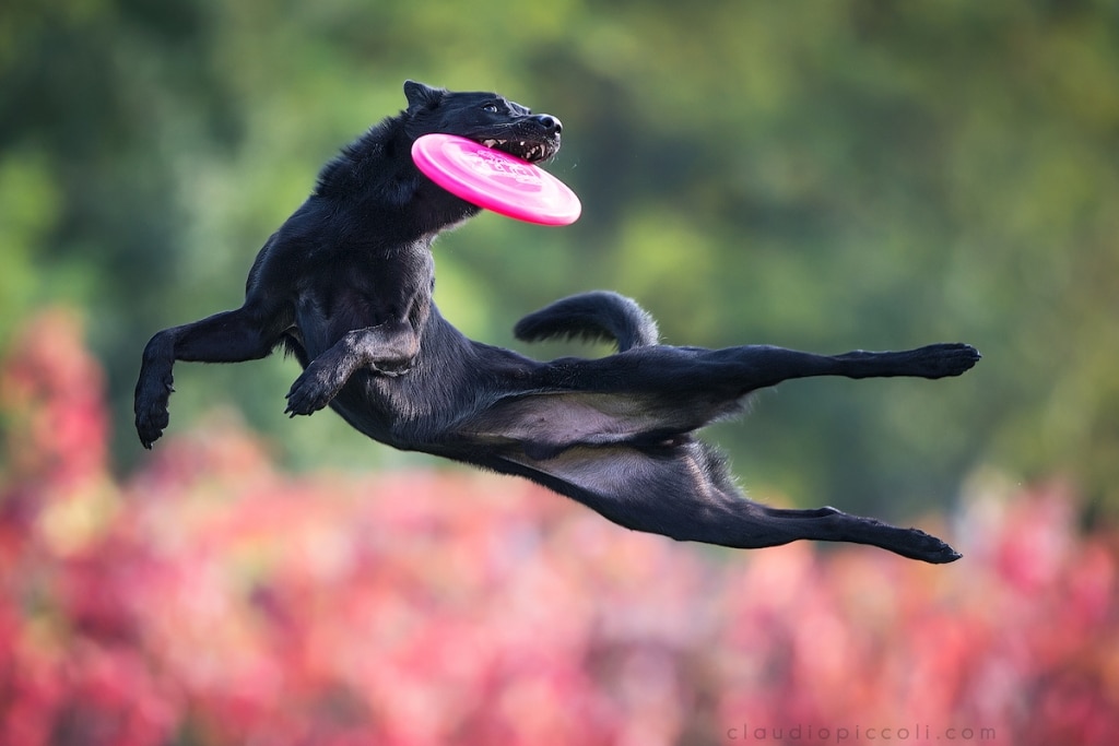 Mesmerizing Photos of Dogs in Mid-Air by Claudio Piccoli