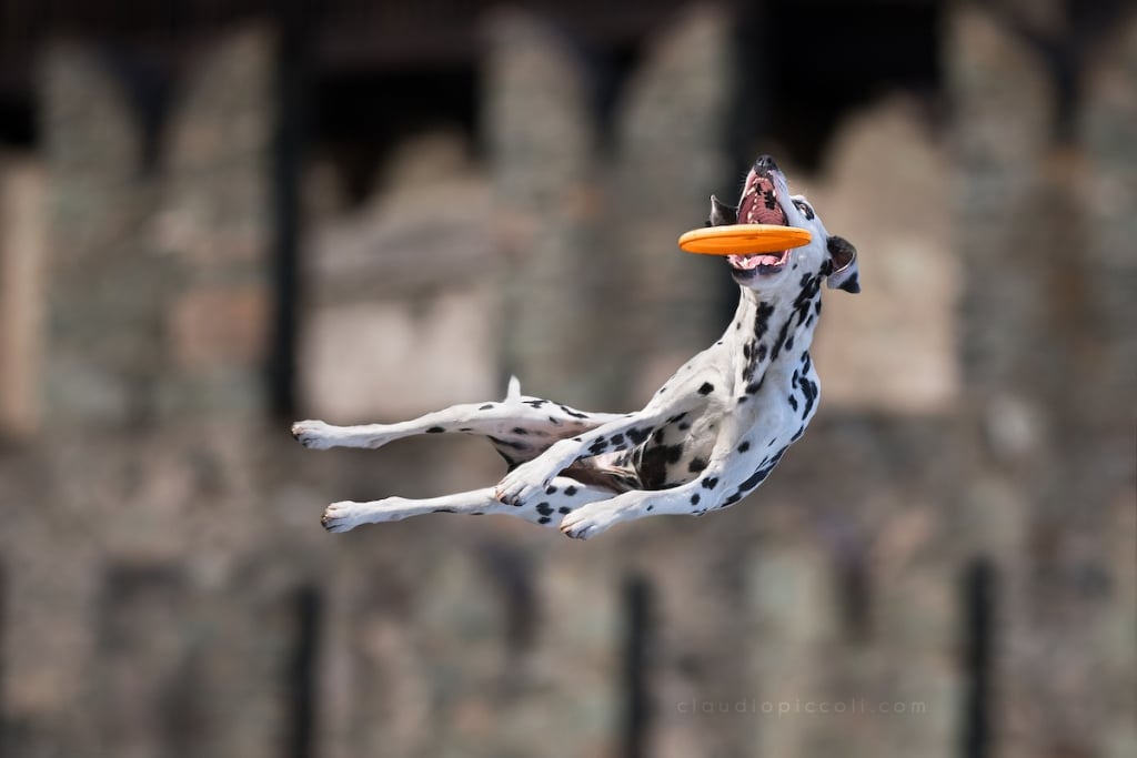 Des photos fascinantes de chiens en plein vol par Claudio Piccoli