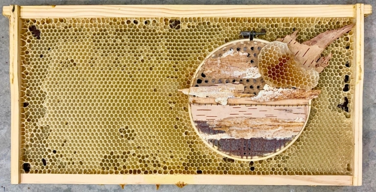 Collaborative Art Project Uses Honey Bees to Complete Its Mixed Media