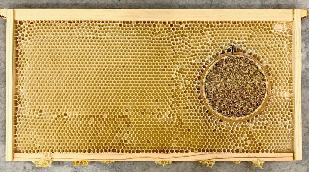 Des Abeilles Mellifères Collaborent À La Broderie De Cette Artiste