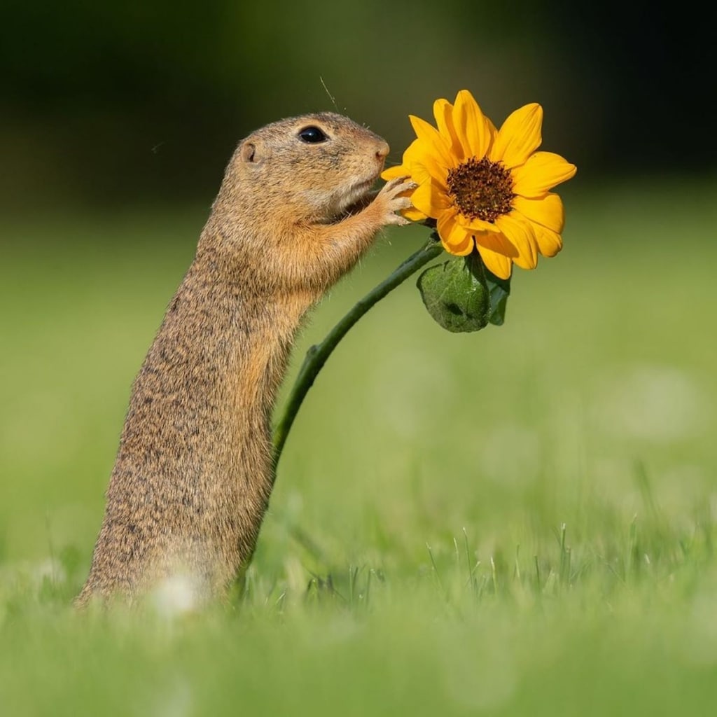 Cute Squirrel Pictures of Adorable Creatures Smelling Flowers