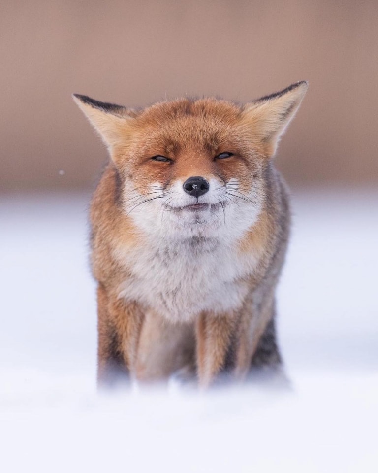 Cute Squirrel Pictures of Adorable Creatures Smelling Flowers