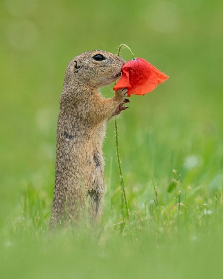Cute Squirrel Pictures of Adorable Creatures Smelling Flowers
