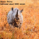 Blurry Images Represent Endangered Species as Pixels