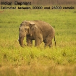 Blurry Images Represent Endangered Species as Pixels