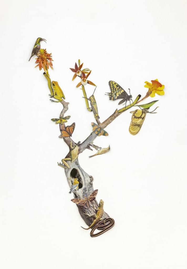 Nature Collages by Jennifer Murphy Reflect "Time of Ecological Mourning"