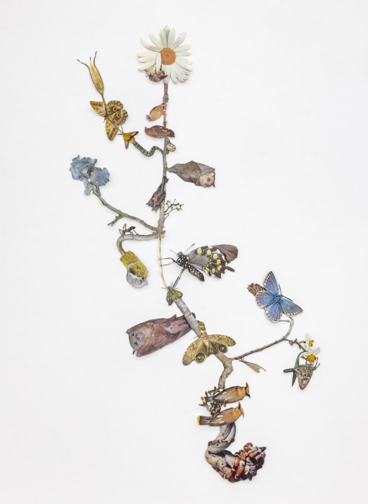 Nature Collages by Jennifer Murphy Reflect "Time of Ecological Mourning"