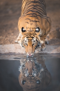 Tigers Have False Eyes on Their Ears as Form of Camouflage