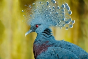 Meet the Victoria Crowned Pigeon—The Largest & Most Beautiful Pigeon