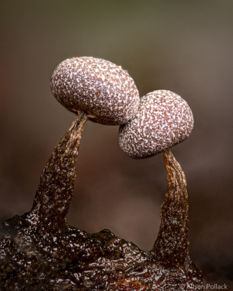 Artistic Photographs of Mushrooms and Myxomycetes by Alison Pollack
