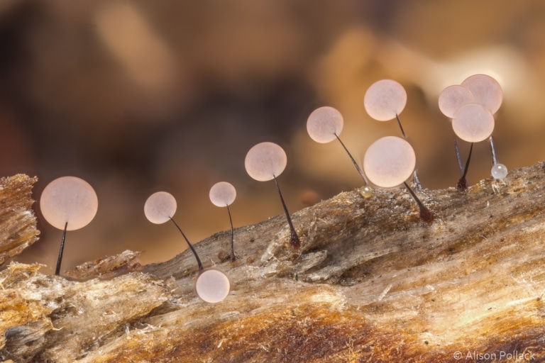 Fotografías macro de mixomicetos y hongos del bosque por Alison Pollack