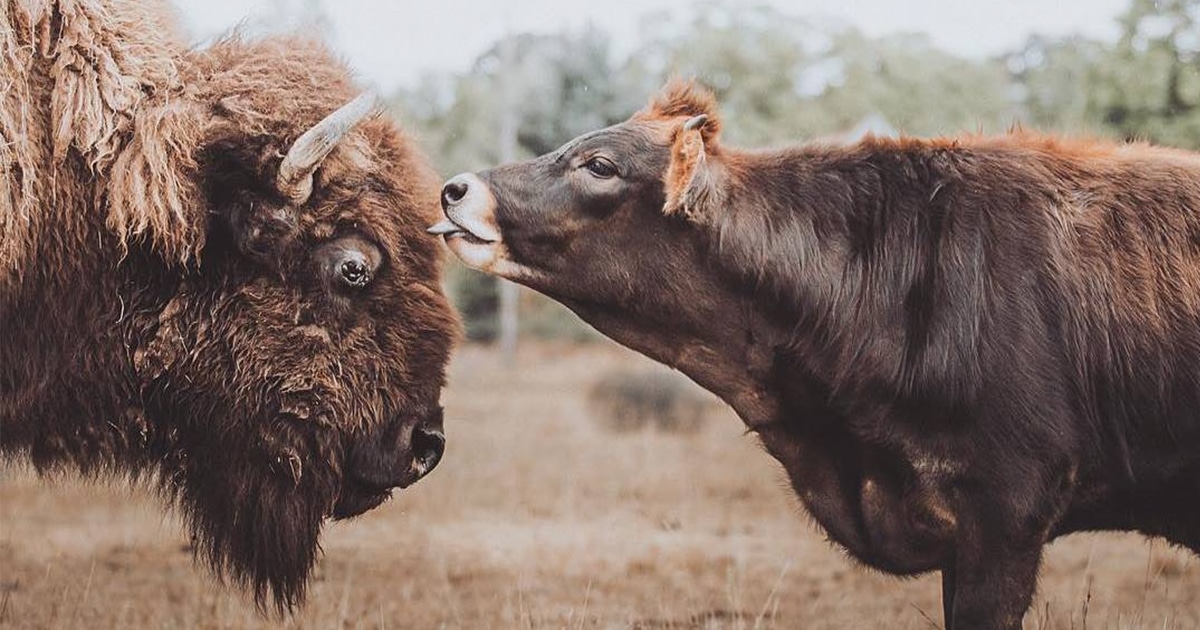 This Lonely Blind Bison Finds an Unlikely Best Friend in a Young Calf