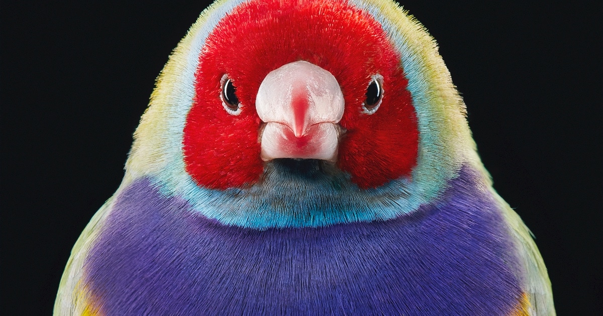 Striking Portraits of Rare and Endangered Birds by Tim Flach