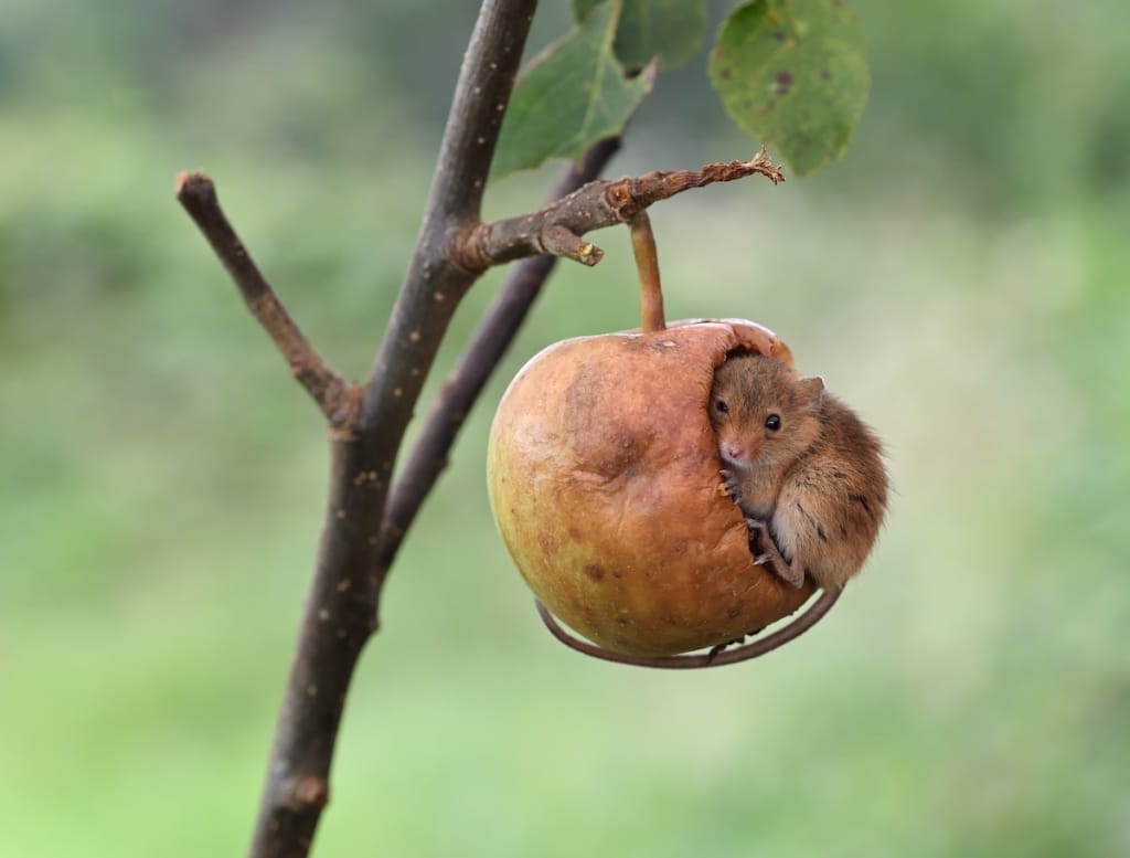 Delightful Photos of Acrobatic Harvest Mice Balancing on Plant Stems