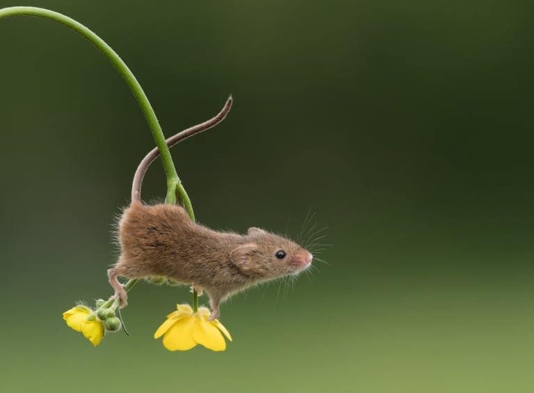 Delightful Photos of Acrobatic Harvest Mice Balancing on Plant Stems