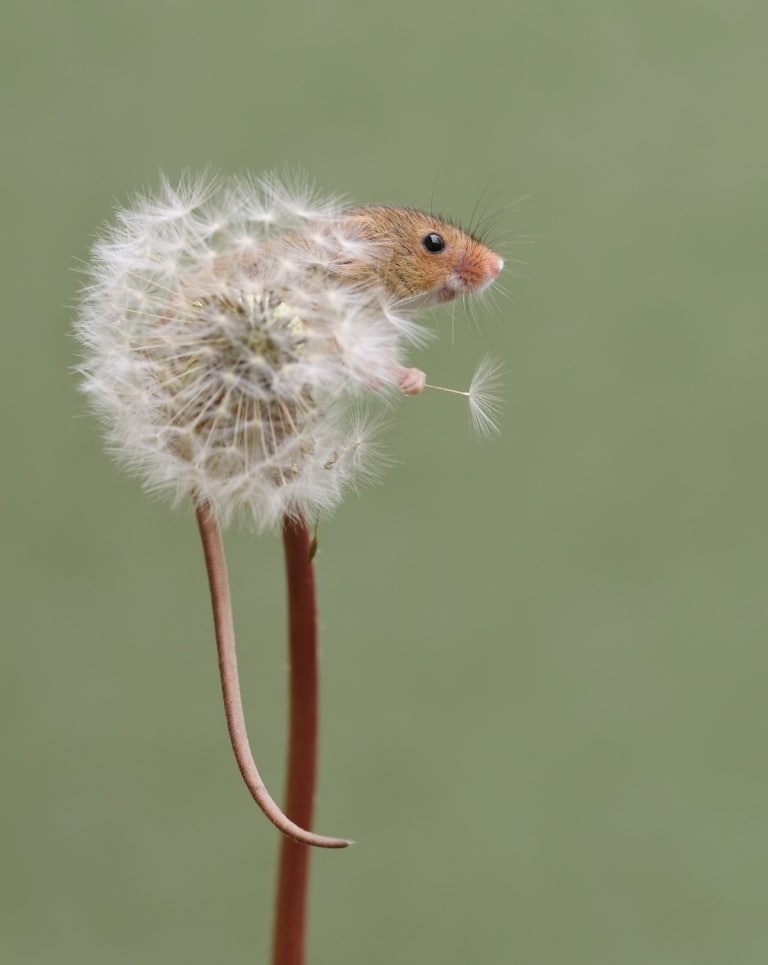 Delightful Photos of Acrobatic Harvest Mice Balancing on Plant Stems