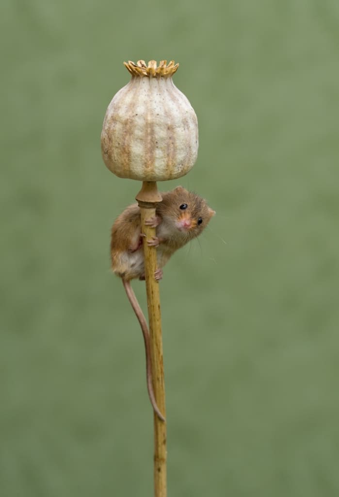 Delightful Photos of Acrobatic Harvest Mice Balancing on Plant Stems
