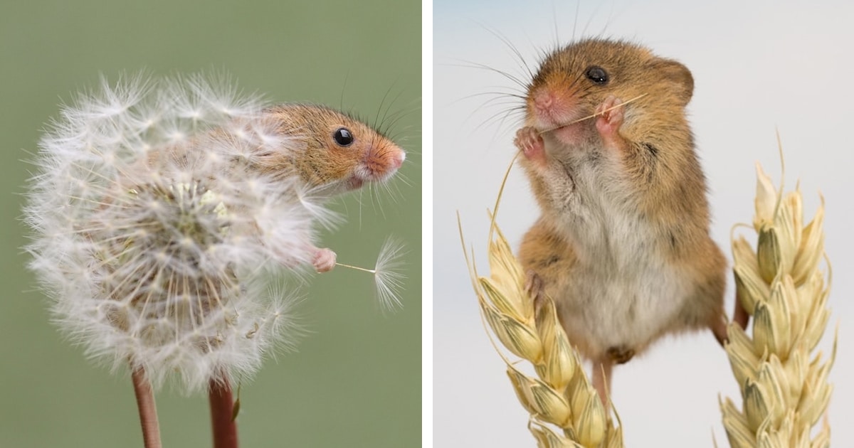 Delightful Photos of Acrobatic Harvest Mice Balancing on Plant Stems