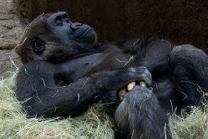 Amazing Closeup Photo of Gorilla With Vitiligo Reveals Pink Fingers