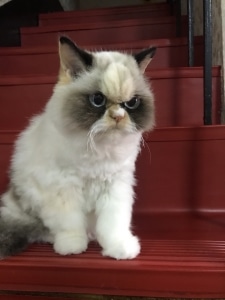 Meet Meow Meow, the Angry Internet Cat That Looks Like Grumpy Cat