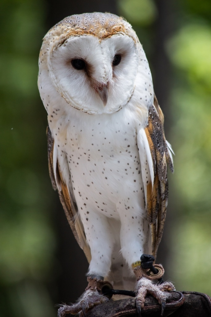The Beautiful Barn Owl, One of the World's Most Common Birds