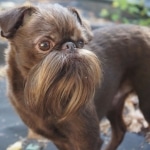 Este perro hipster tiene una barba que cualquier hombre envidiaría