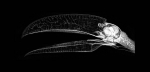 15 Thrilling Animal X-Rays from the Oregon Zoo