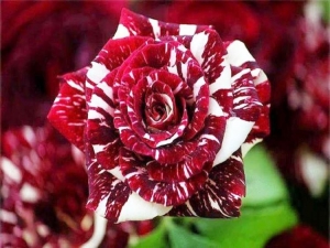 The Red and White Osiria Rose Has Taken the Internet by Storm