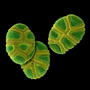 These Colored Micrographs Show the Incredible Intricacies of Plants