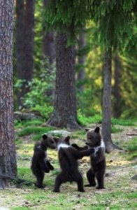 Teacher Snaps Magical Dancing Bear Photos in the Finnish Forest