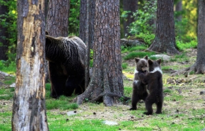 Teacher Snaps Magical Dancing Bear Photos in the Finnish Forest