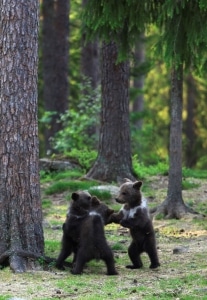Teacher Snaps Magical Dancing Bear Photos in the Finnish Forest