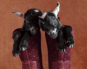 Cabras bebés son fotografiadas como bebés recién nacidos