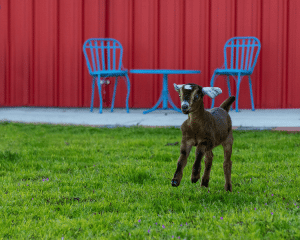 Cabras bebés son fotografiadas como bebés recién nacidos