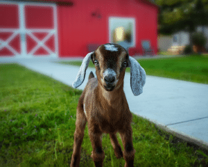 Cabras bebés son fotografiadas como bebés recién nacidos
