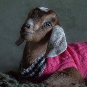 Cabras bebés son fotografiadas como bebés recién nacidos