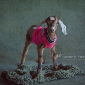 Cabras bebés son fotografiadas como bebés recién nacidos
