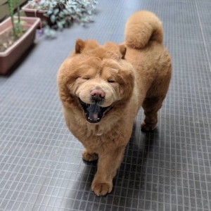 Este adorable perro chow chow parece un oso de peluche