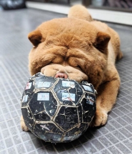 Este adorable perro chow chow parece un oso de peluche