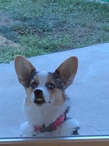Disapproving Corgis is Facebook Group Sharing the Best of Grumpy Pups